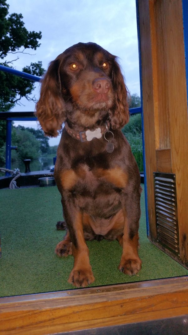 Dogs come too on the Kennet and Avon - Honeystreet Boats
